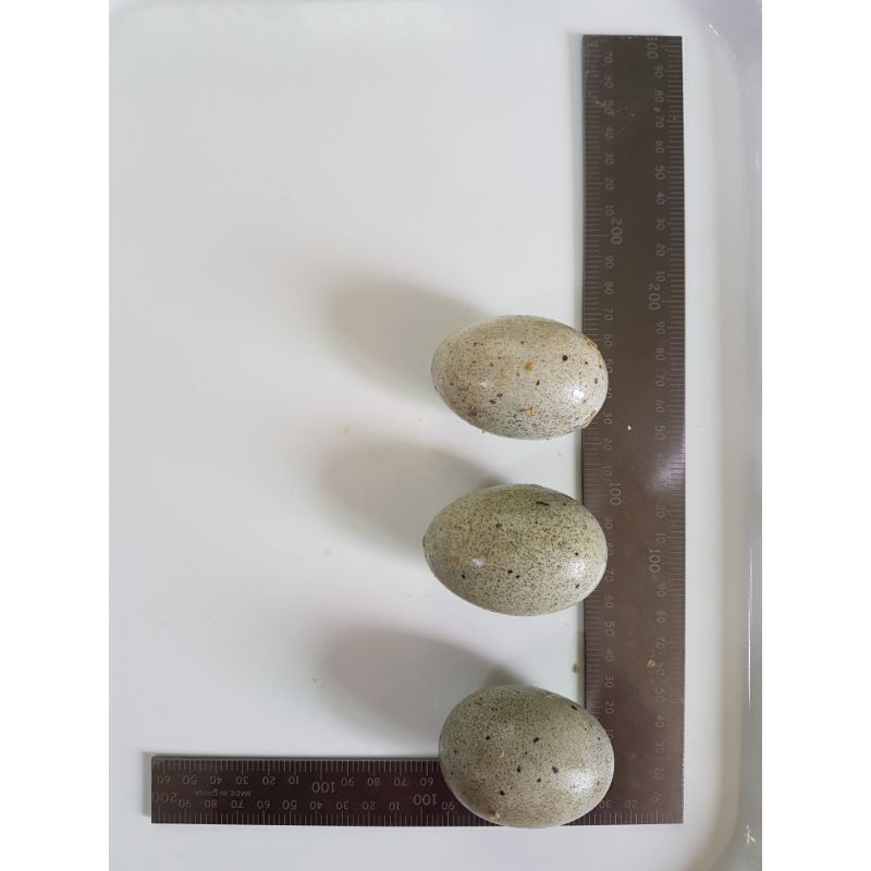 화풍 송화단(실온 60g*10입 600g/EA) | 식봄